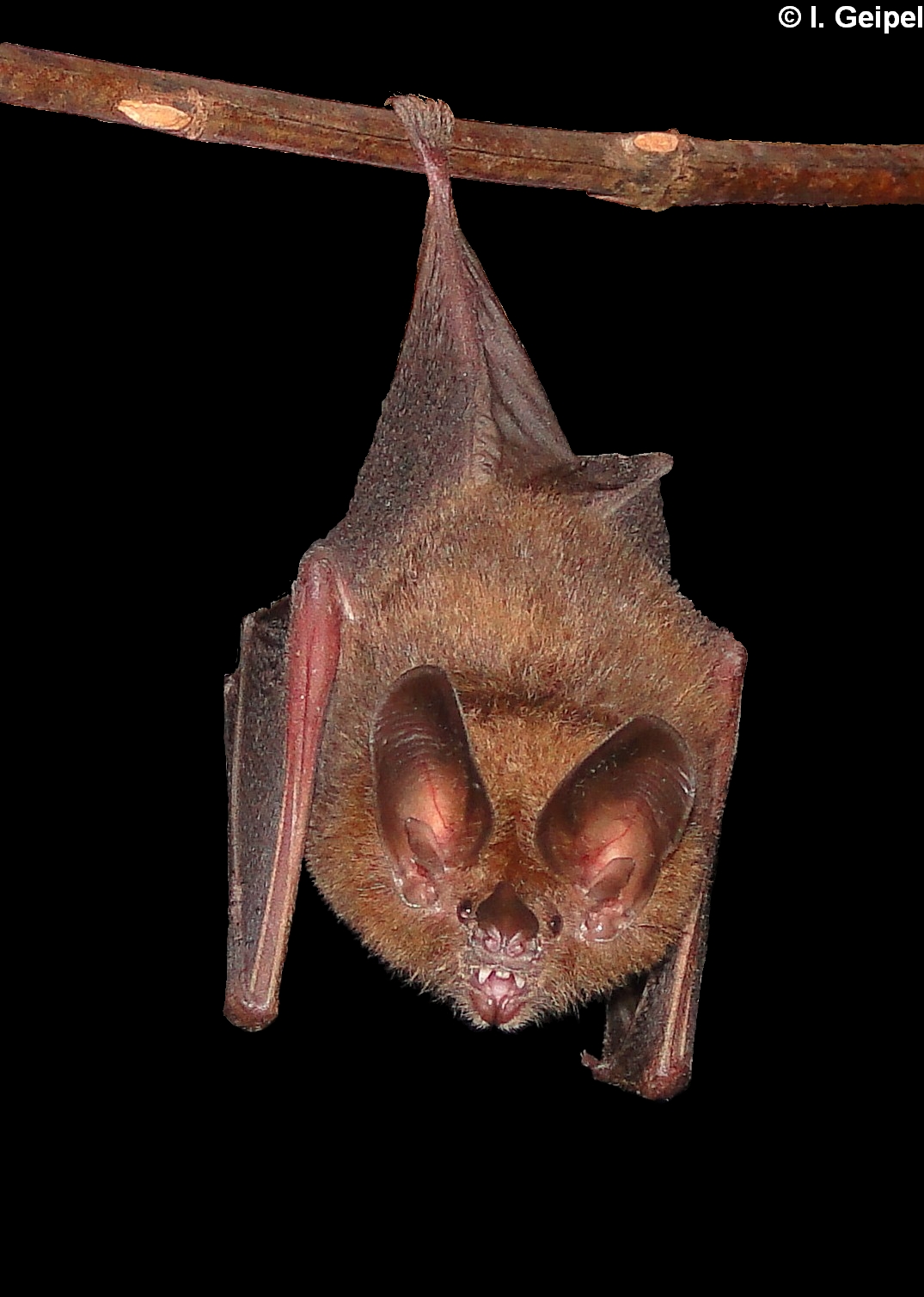 Physics Technique Reveals Hidden Bugs to Bats | Rachel Berkowitz